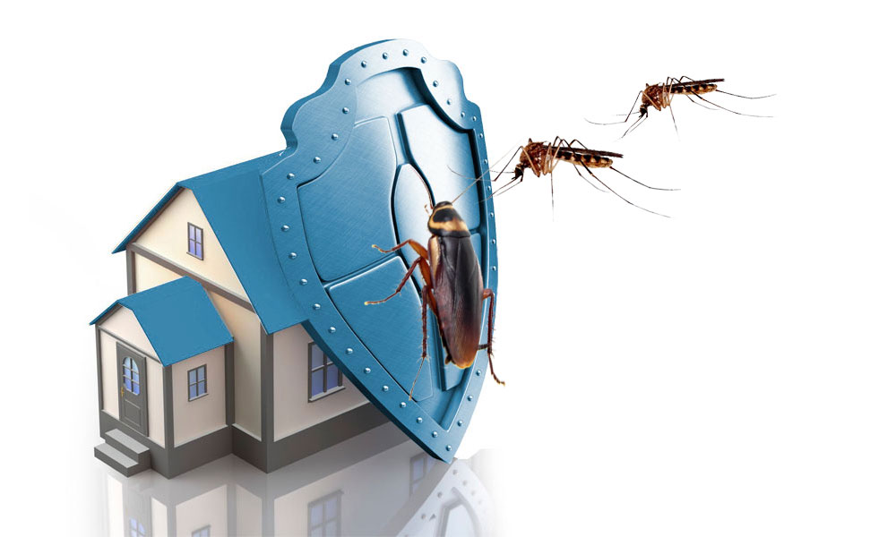 Pest Control | Pengendalian Hama Secara Terpadu | Semar Pest